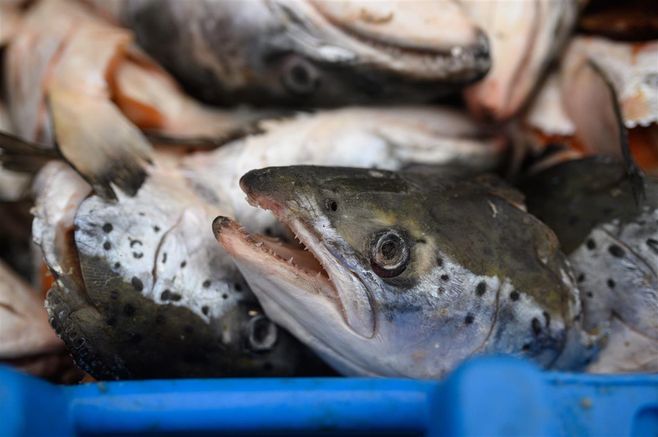 موسم صيد الأسماك في إنغلترا